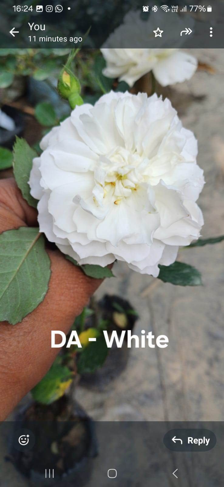 DA-White Rose – Maa Horticulture